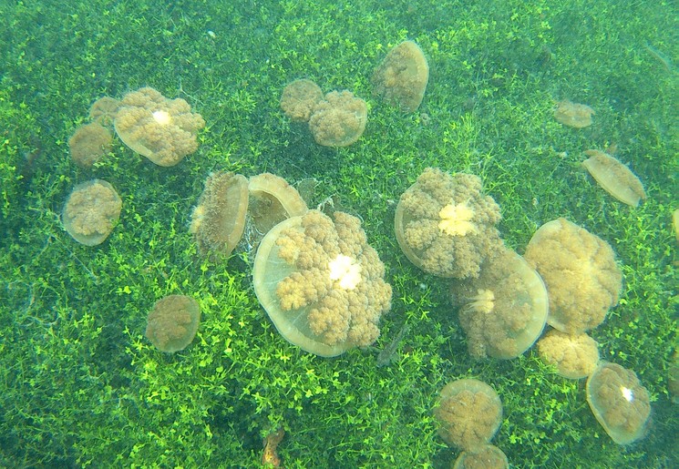 De mooiste onderwaterwereld bij Oost-Kalimantan - Van Verre