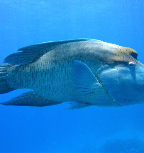 Bouwsteen Australië, Duiken en snorkelen Great Barrier Reef bij van Verre